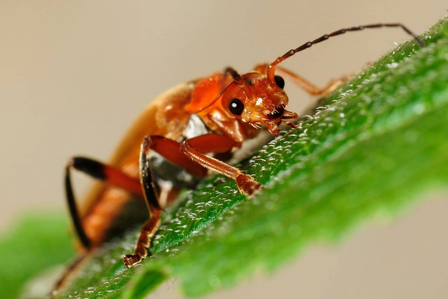Macro Photography: Essential Guide to Close-Up Wonders